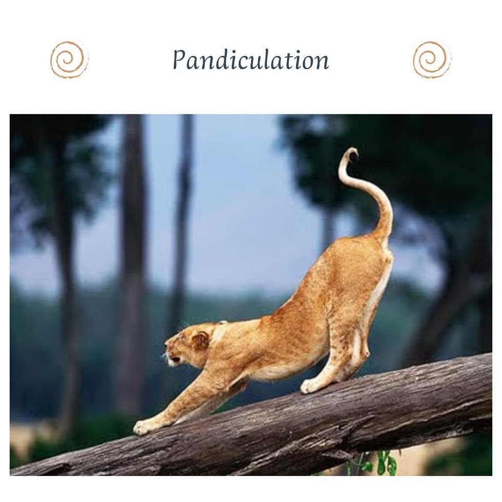 Pandiculation - Mouvement Somatique
